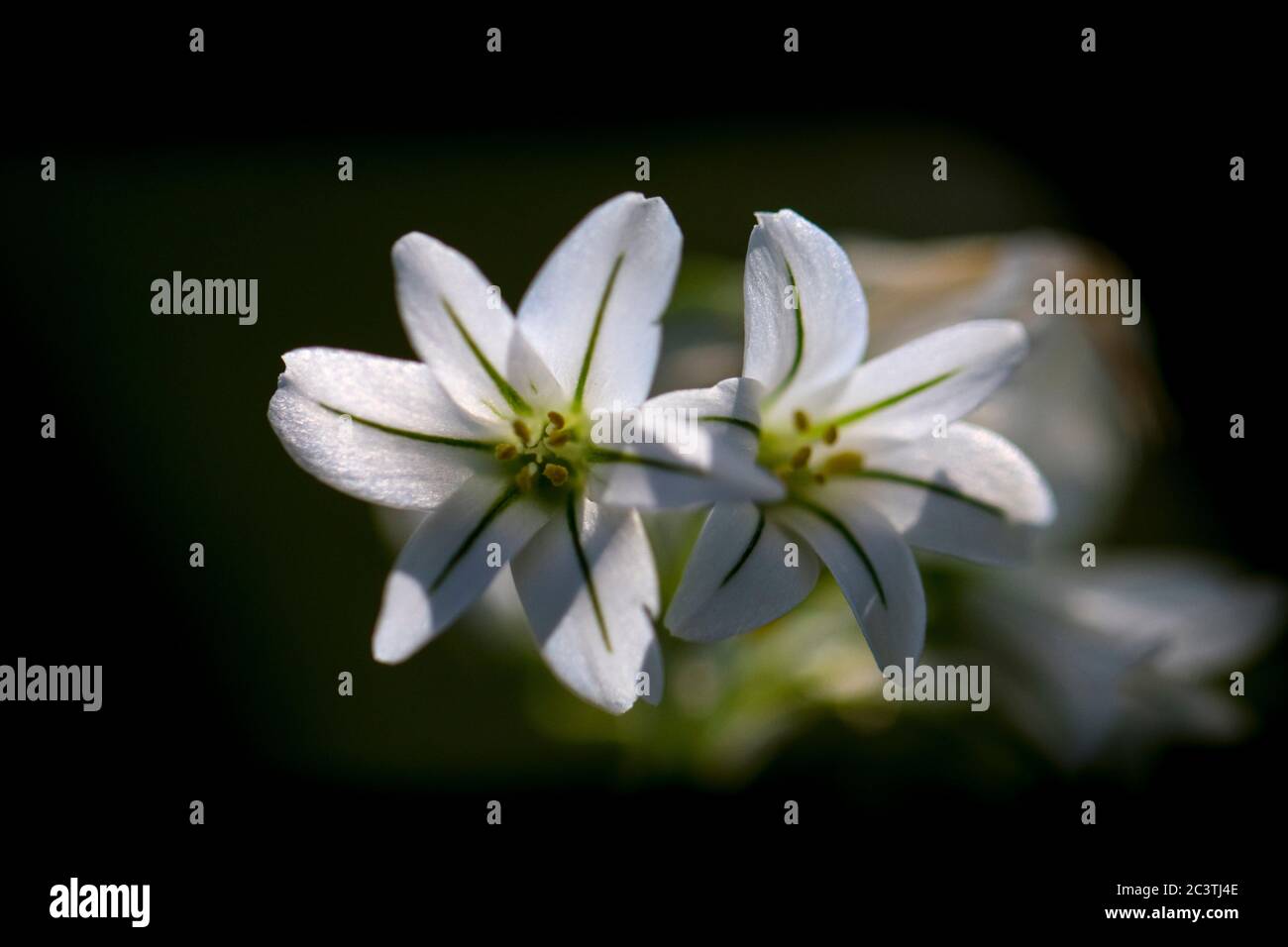 three-cornered leek (Allium triquetrum), flowers, Netherlands Stock ...
