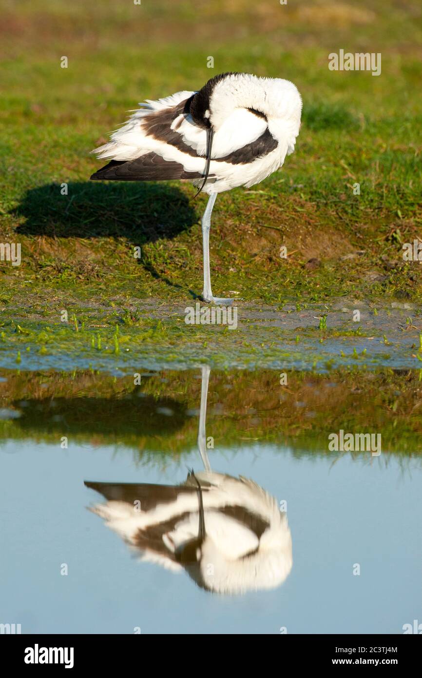 pied avocet (Recurvirostra avosetta), preening by the waterside, side ...