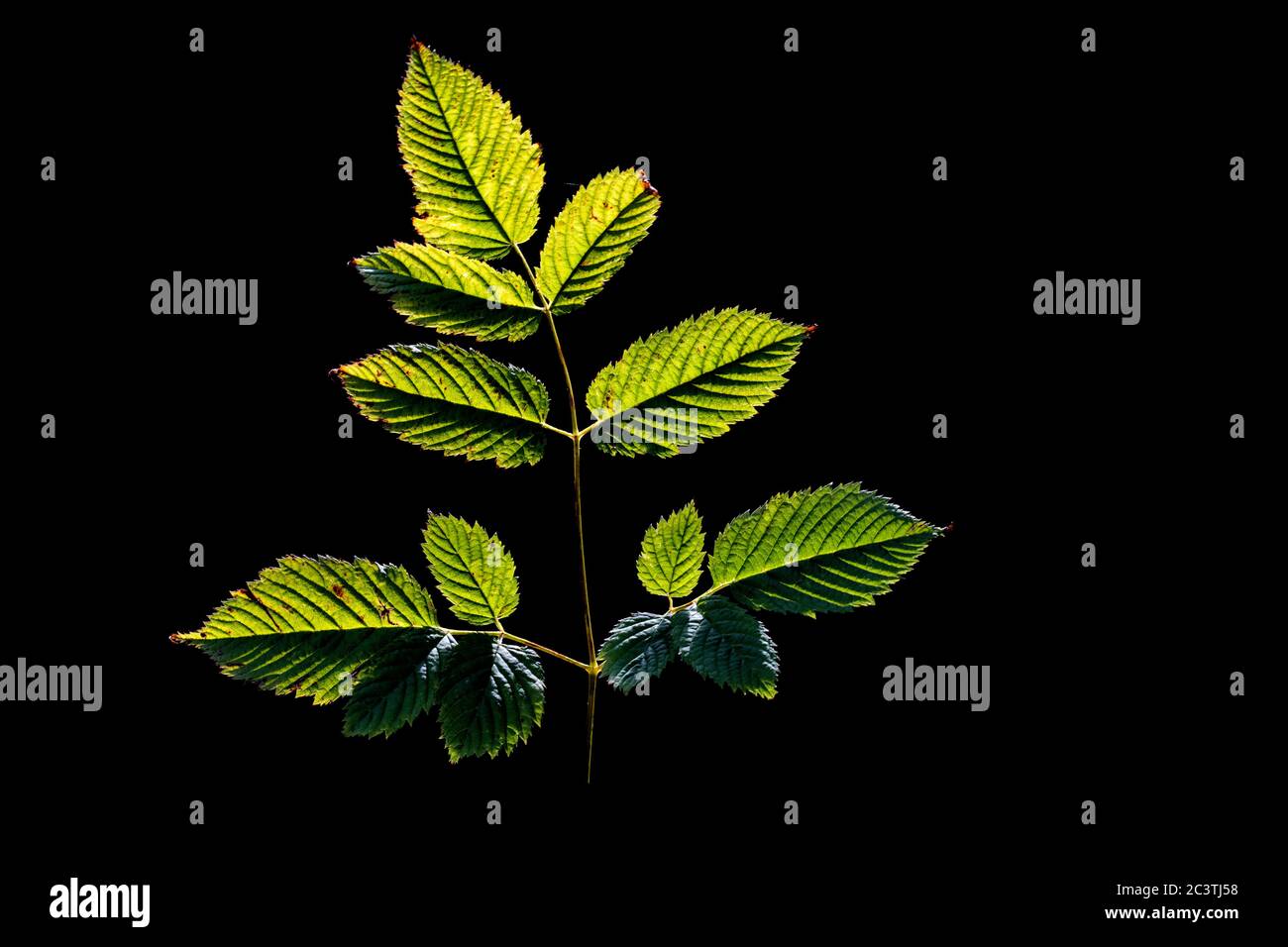 Goat's beard spiraea, Common goatsbeard (Aruncus dioicus), leaf in ...