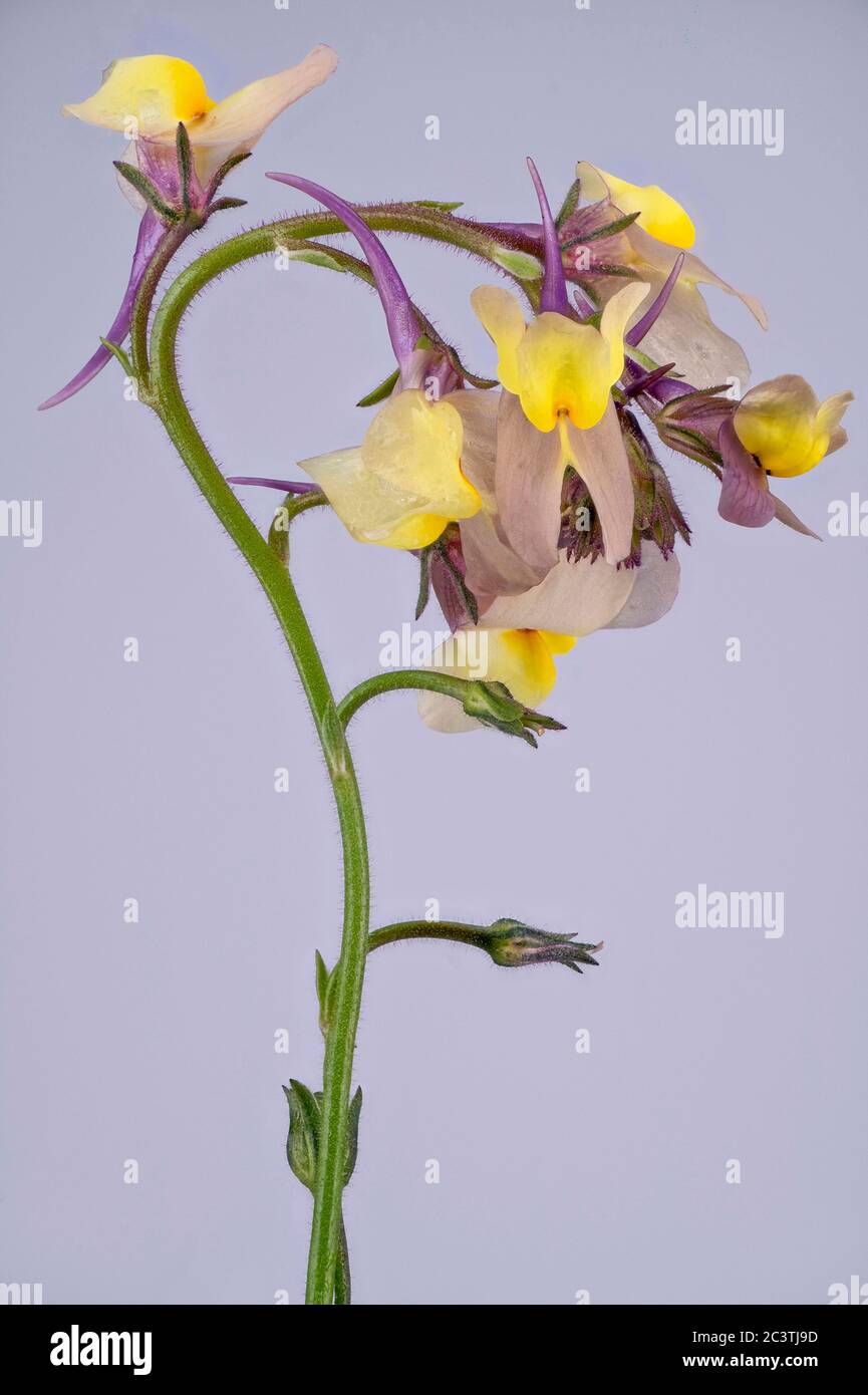 annual toadflax (Linaria maroccana), blooming against violet background ...