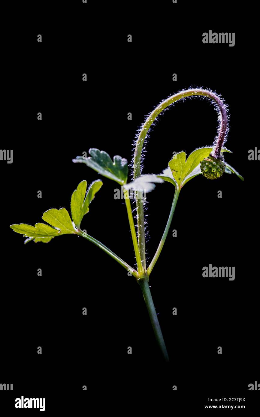 Anemones and fruit hi-res stock photography and images - Alamy