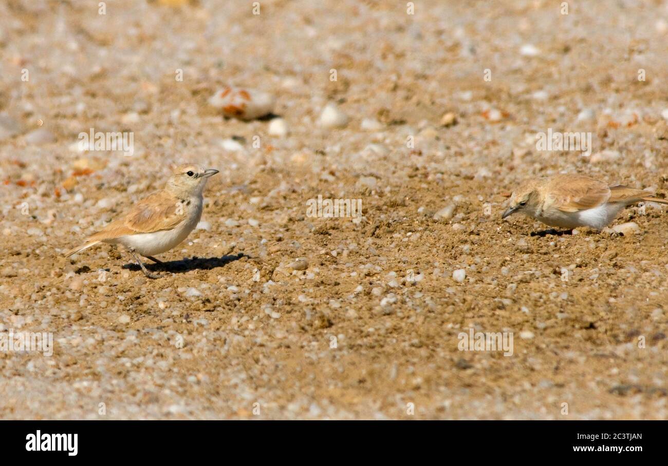Grays lark hi-res stock photography and images - Alamy