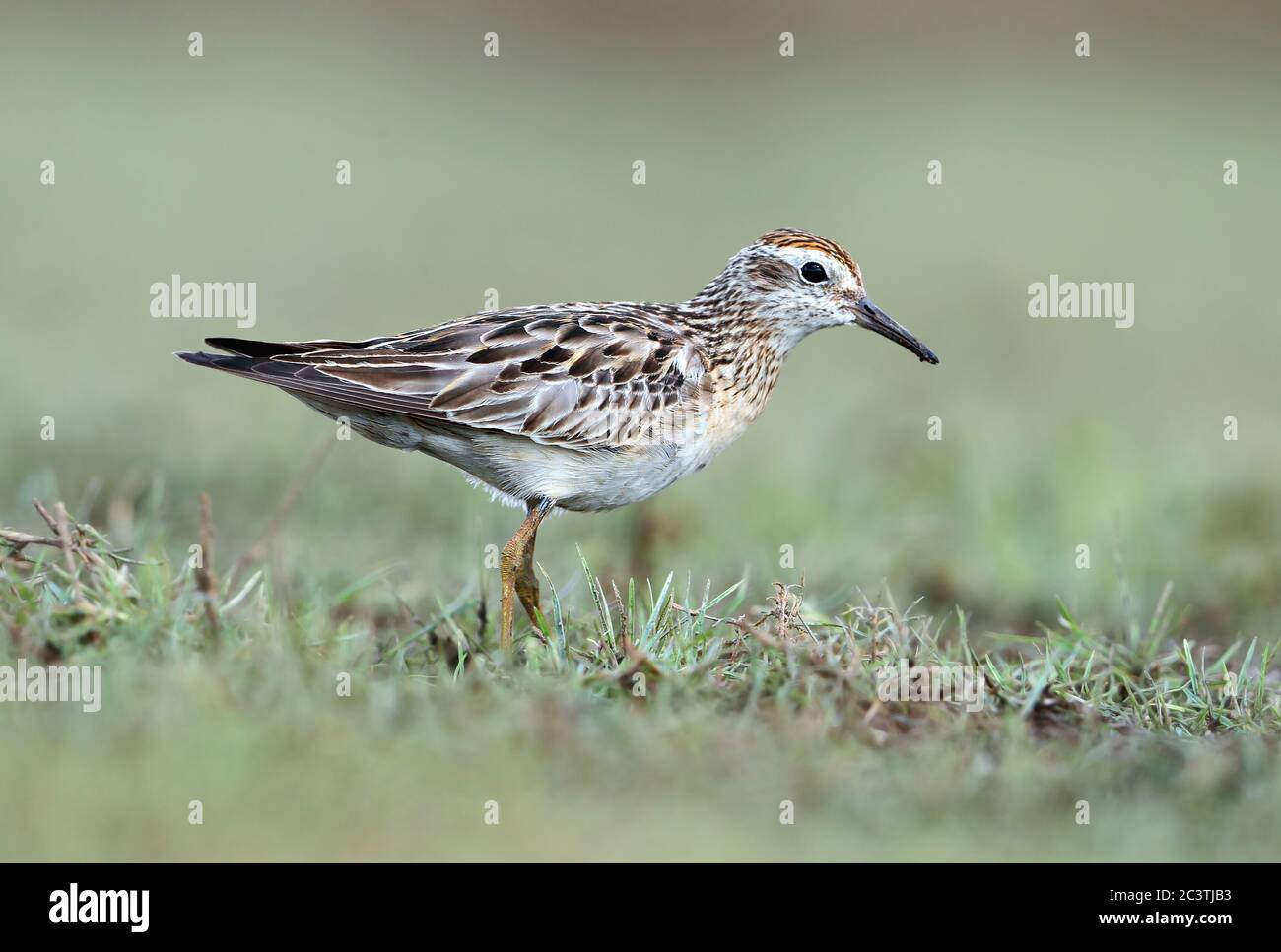 sharp-tailed sandpiper (Calidris acuminata), foraging in a meadow, side ...