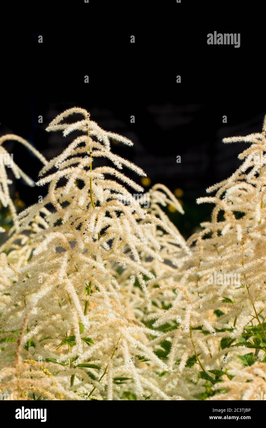 Goat's beard spiraea, Common goatsbeard (Aruncus dioicus ...
