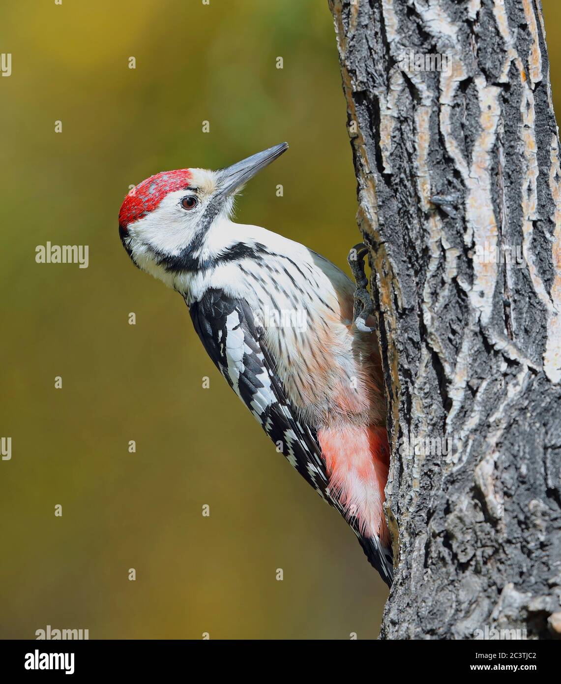 white-backed woodpecker (Picoides leucotos, Dendrocopos leucotos), male ...