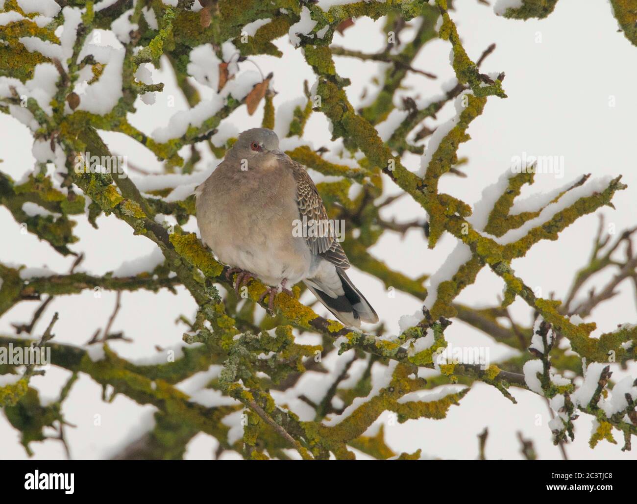 Western turtle dove (Streptopelia orientalis meena, Streptopelia meena ...