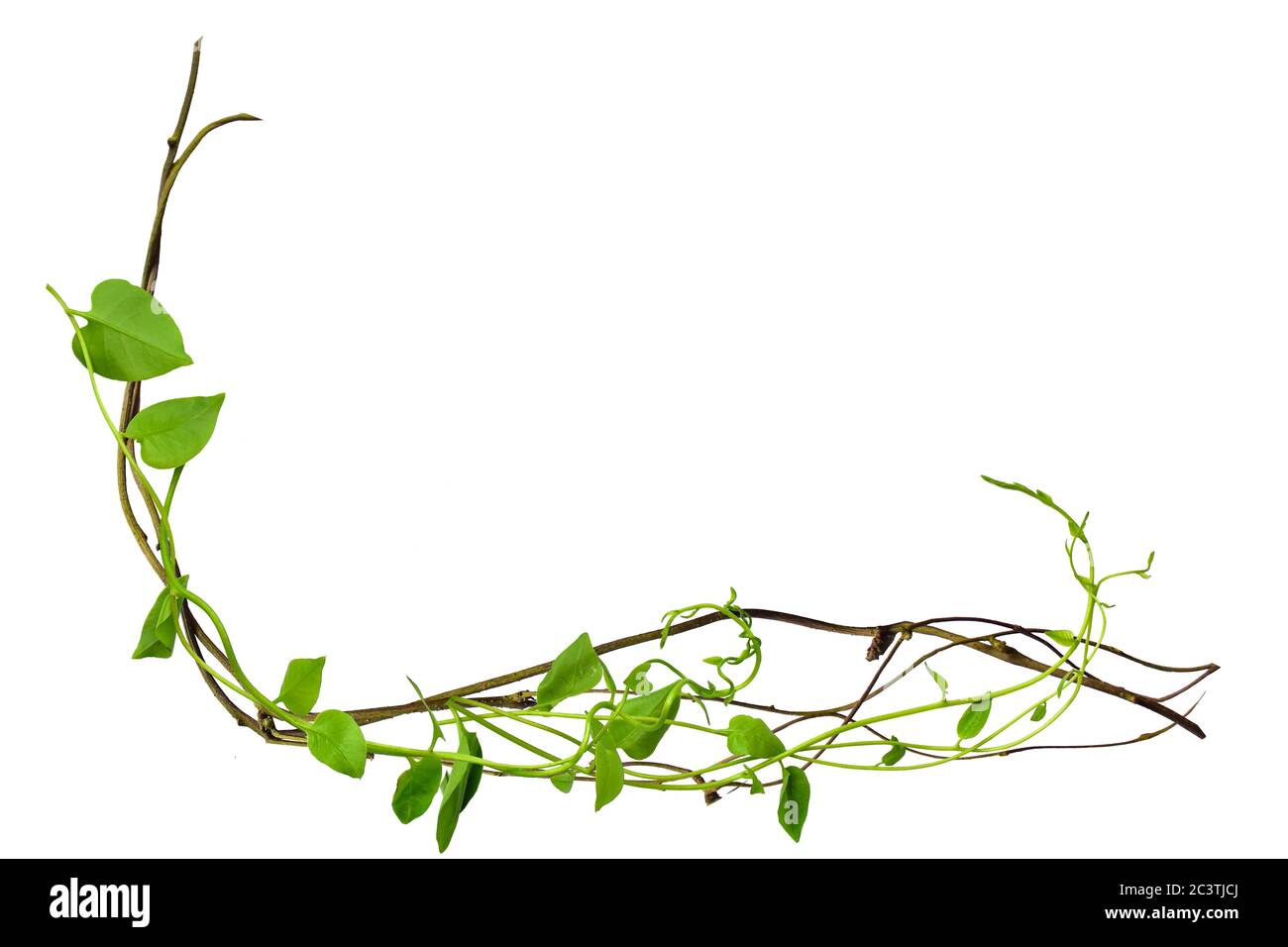 twisted vines leaves isolated on white background at the roots of ...