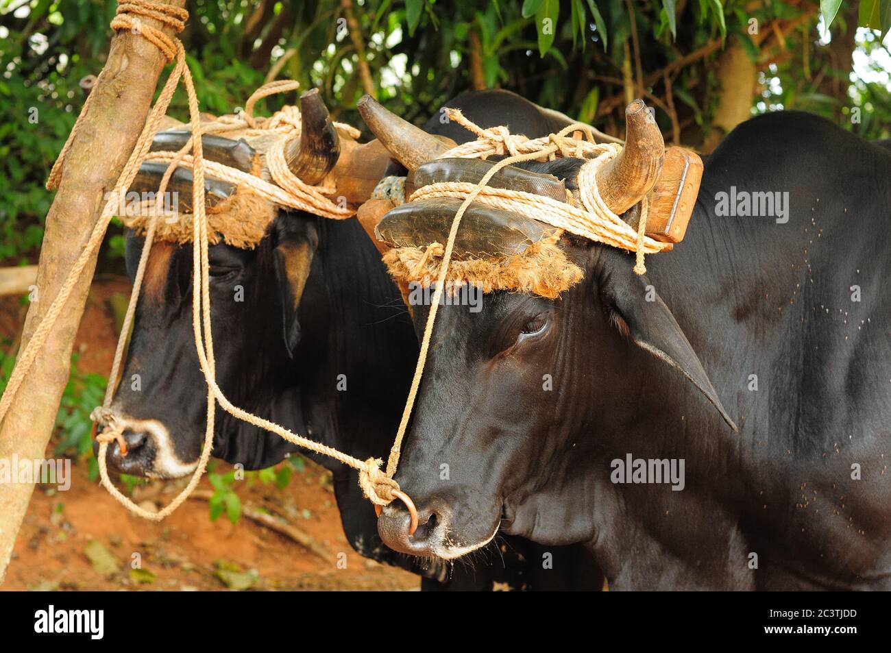 Traditional buffalo - carts in Cuba Stock Photo - Alamy
