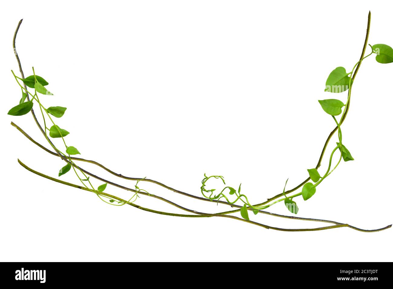 twisted vines leaves isolated on white background at the roots of ...