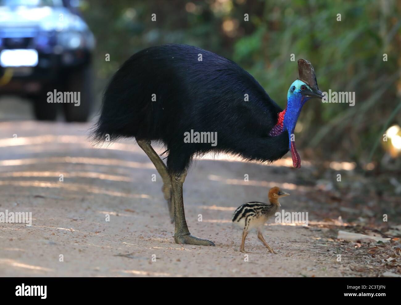 Southern Cassowary, Double-wattled Cassowary, Australian Cassowary, Two ...