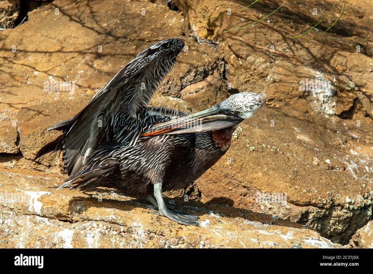 brown pelican (Pelecanus occidentalis), adult preening on a rock ...