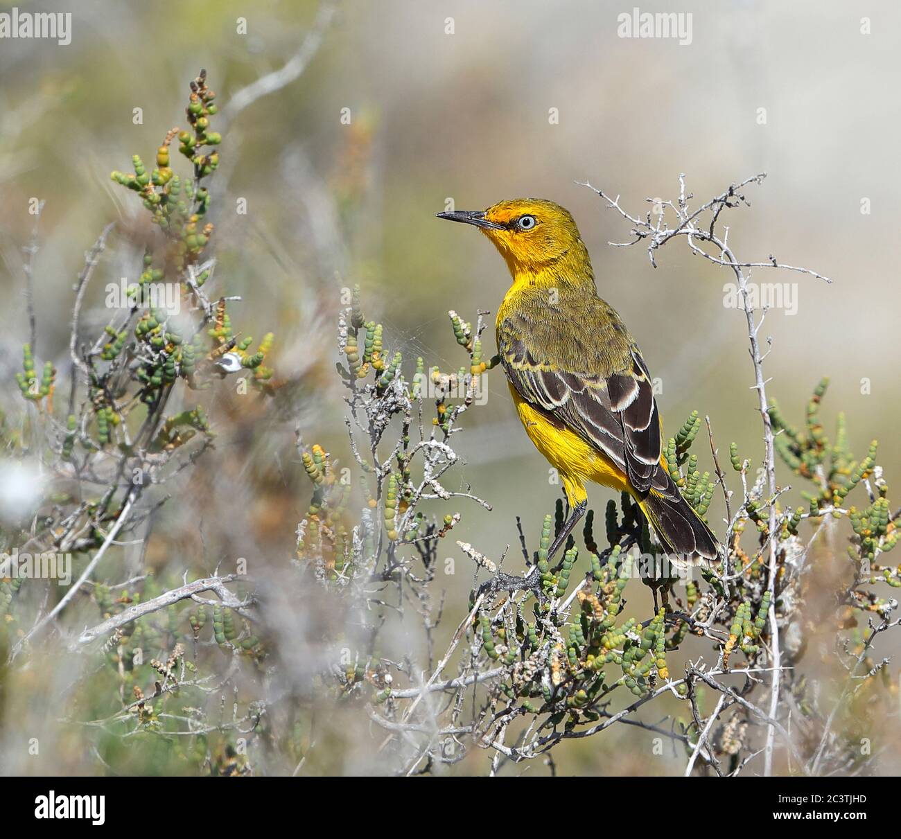 Cheetham salt hi-res stock photography and images - Alamy