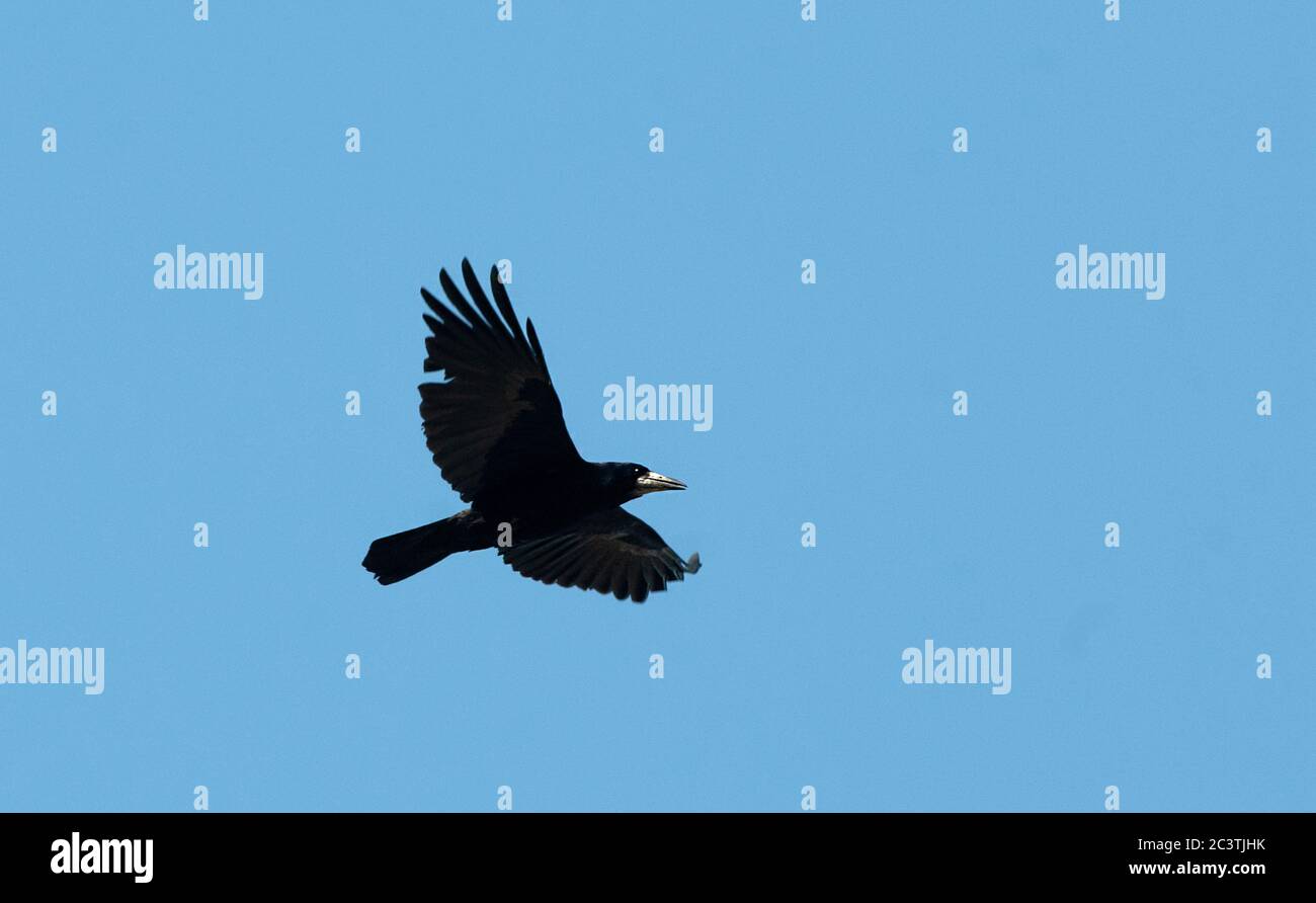 Rooks in flight hi-res stock photography and images - Alamy