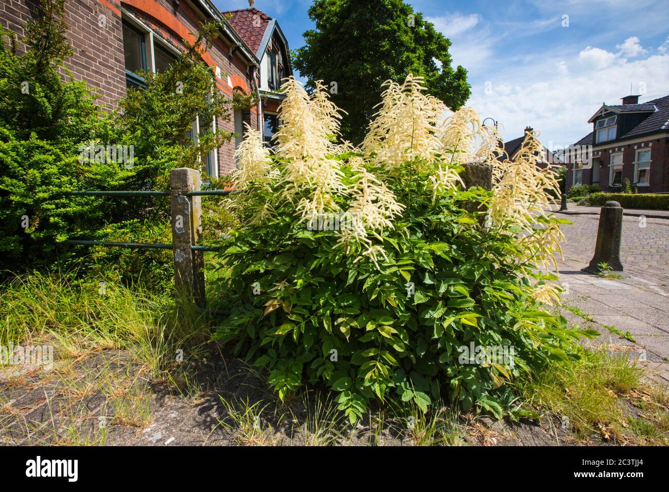 Goat's beard spiraea, Common goatsbeard (Aruncus dioicus), blooming io ...