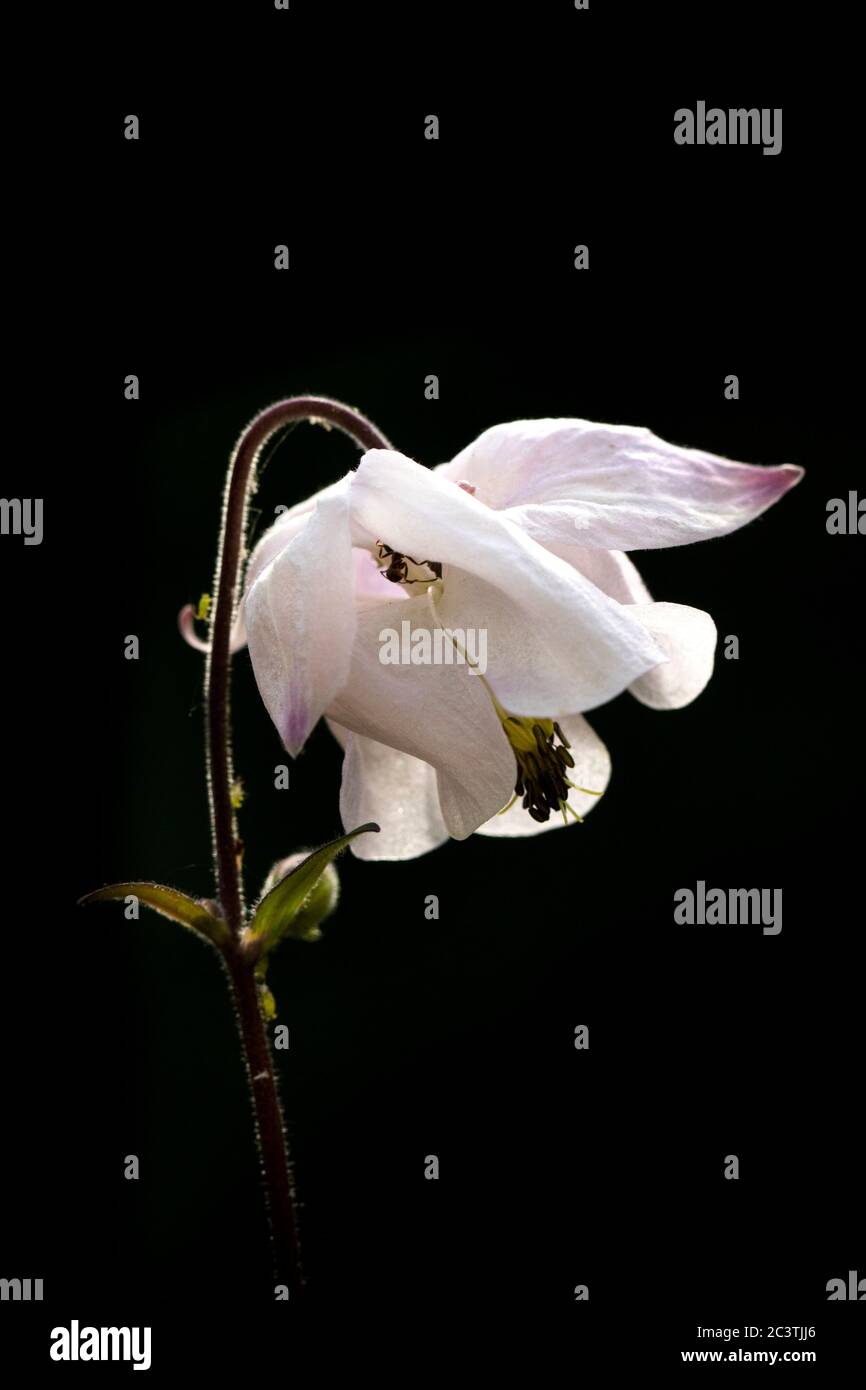 European columbine (Aquilegia vulgaris), flower in backlight with black ...