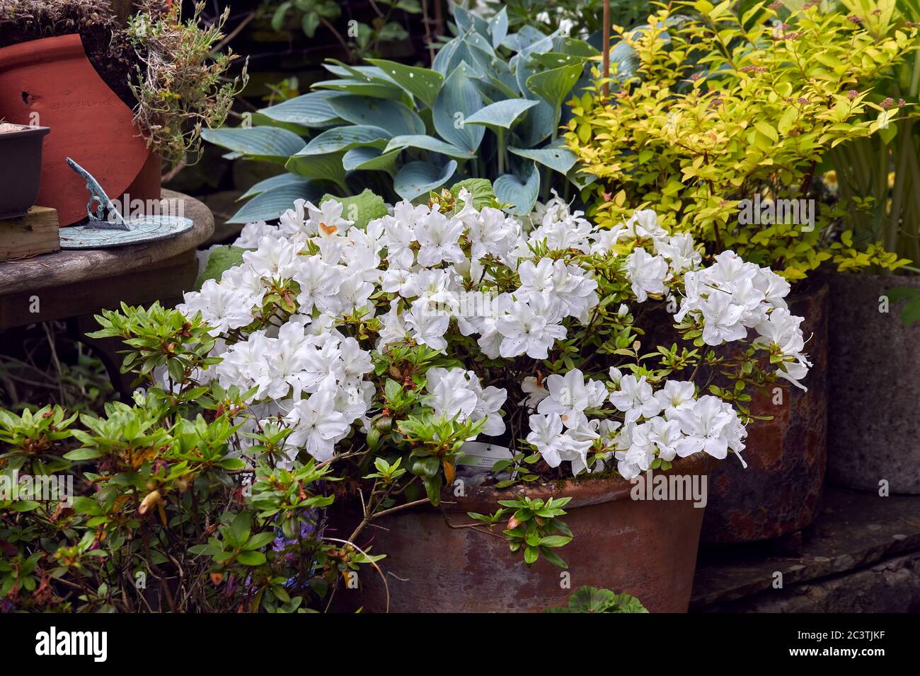 A white Azalea, (Japonica, Mount Everest) in full bloom in the amateur ...