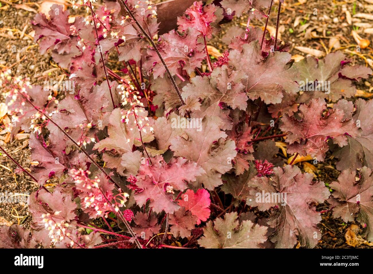 Heucheras Garden Border High Resolution Stock Photography and Images ...