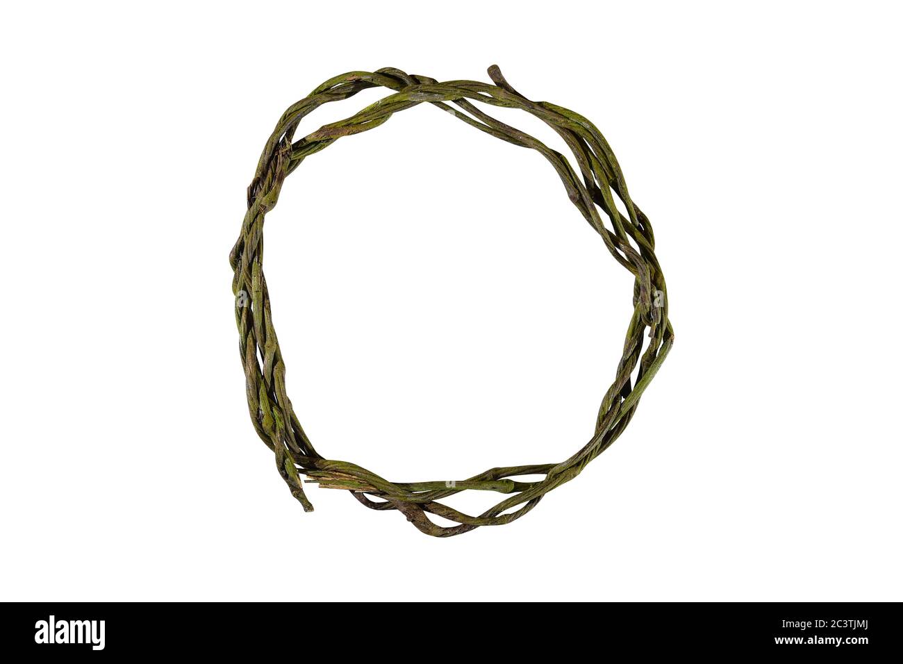 round tree roots. isolated on a white background, including clipping ...