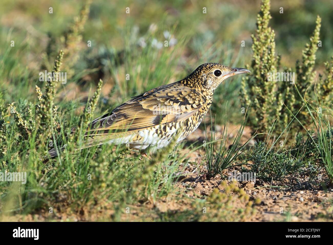 White's Thrush (Zoothera aurea), foraging on the ground, side view ...
