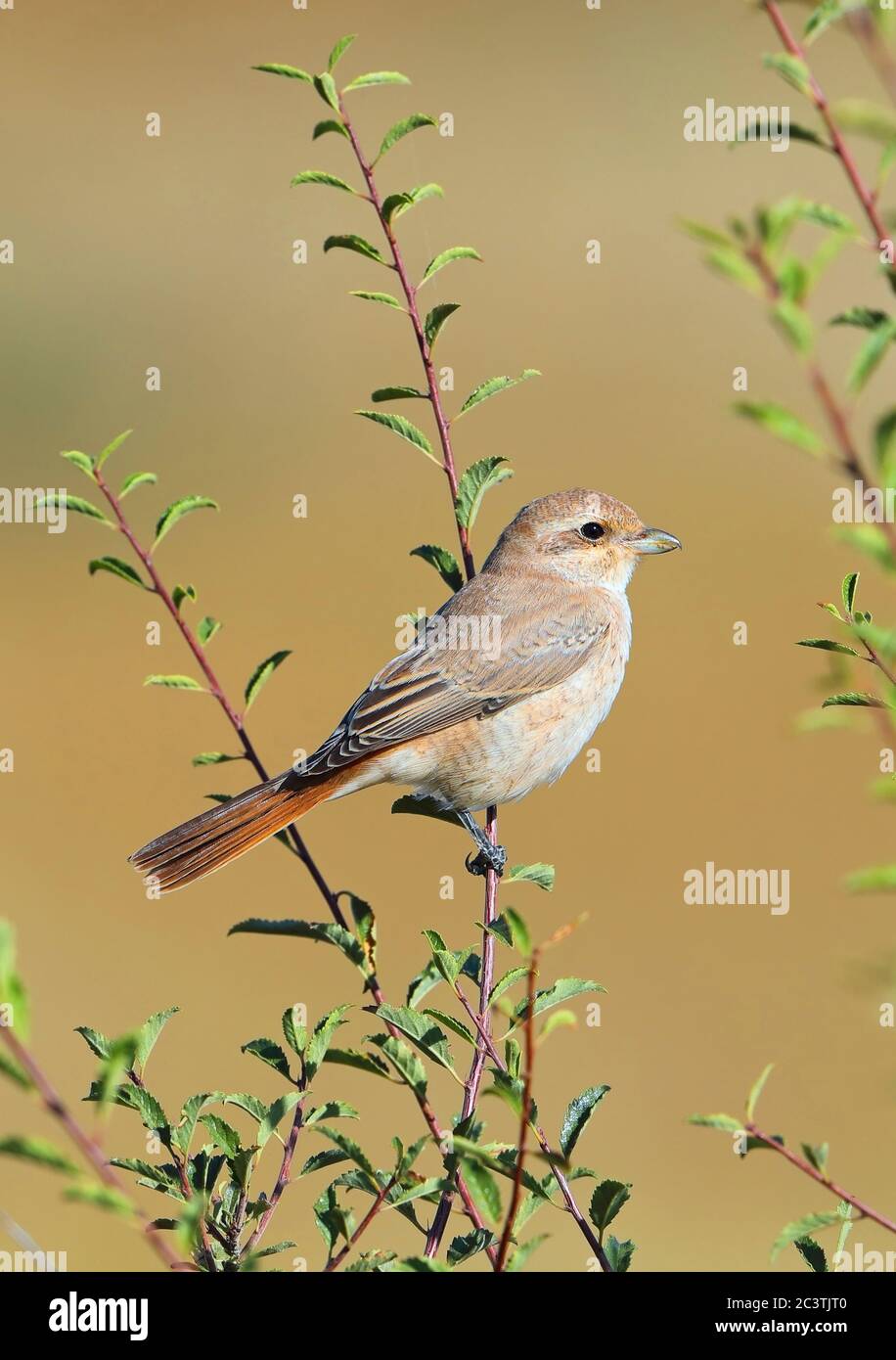 Turkestan Shrike, Daurian Shrike (Lanius isabellinus phoenicuroides ...