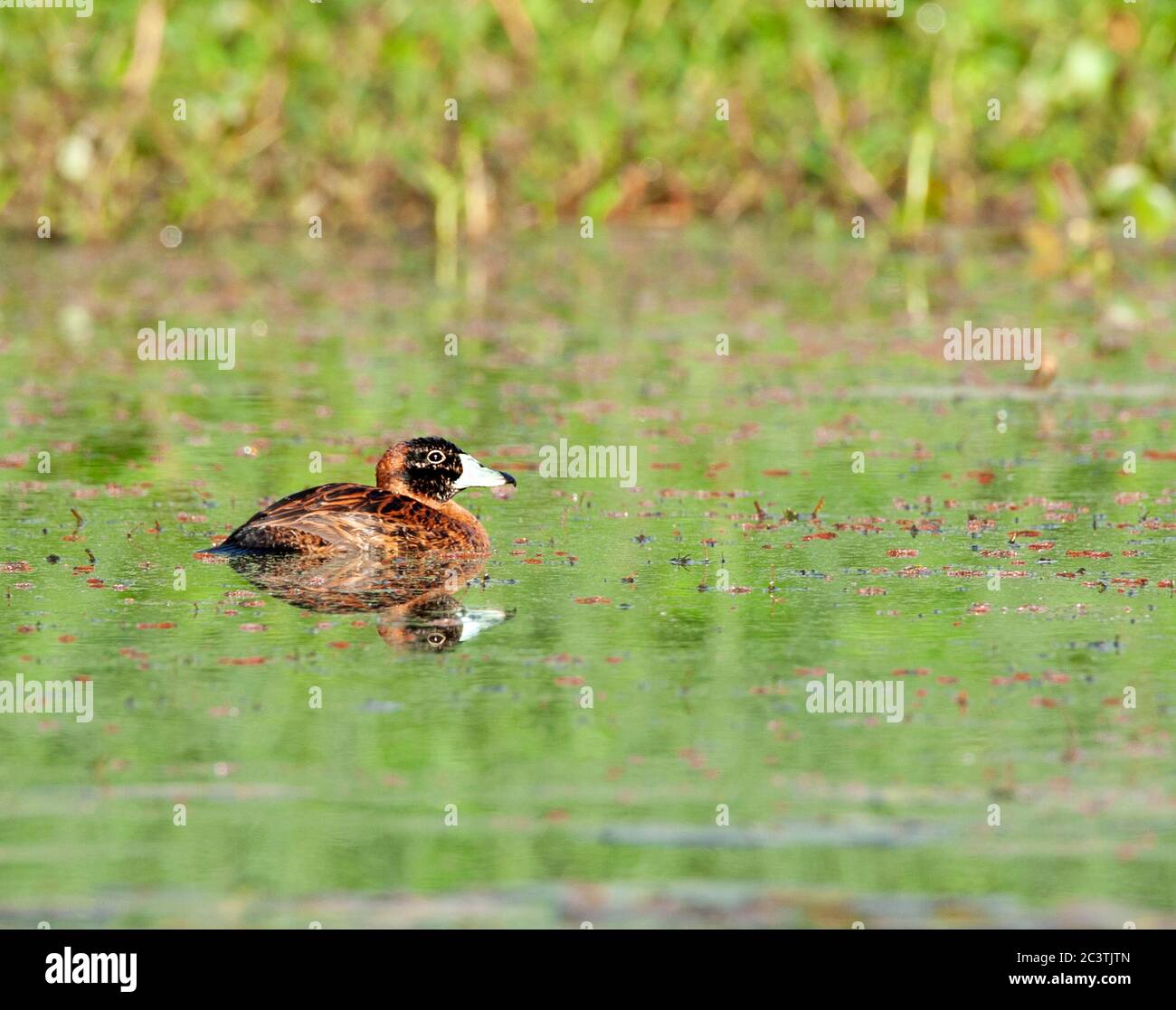 Masked duck hi-res stock photography and images - Alamy