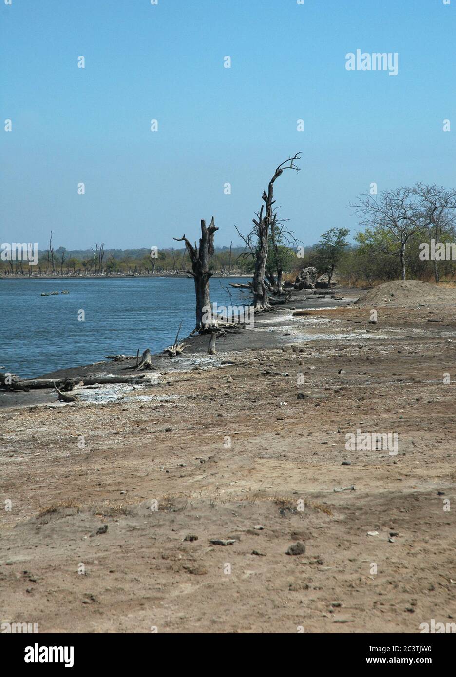 Gambian trees hi-res stock photography and images - Alamy