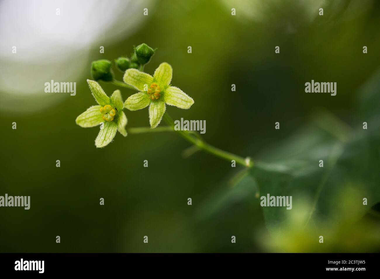 White bryony, Red bryony (Bryonia dioica, Bryonia cretica ssp. dioica ...
