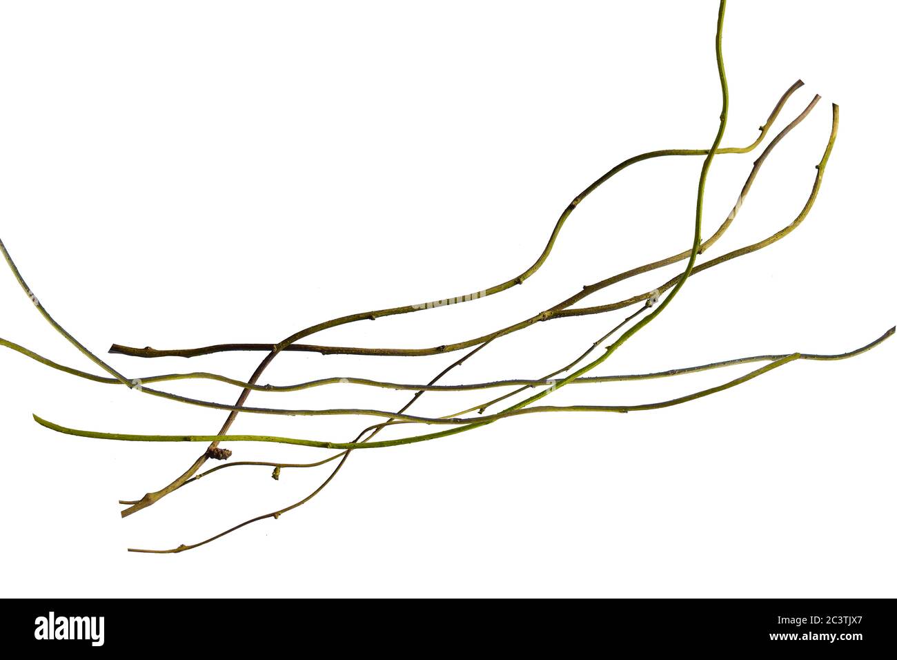 wood root. Spiral twisted jungle tree branch, vine liana plant isolated ...