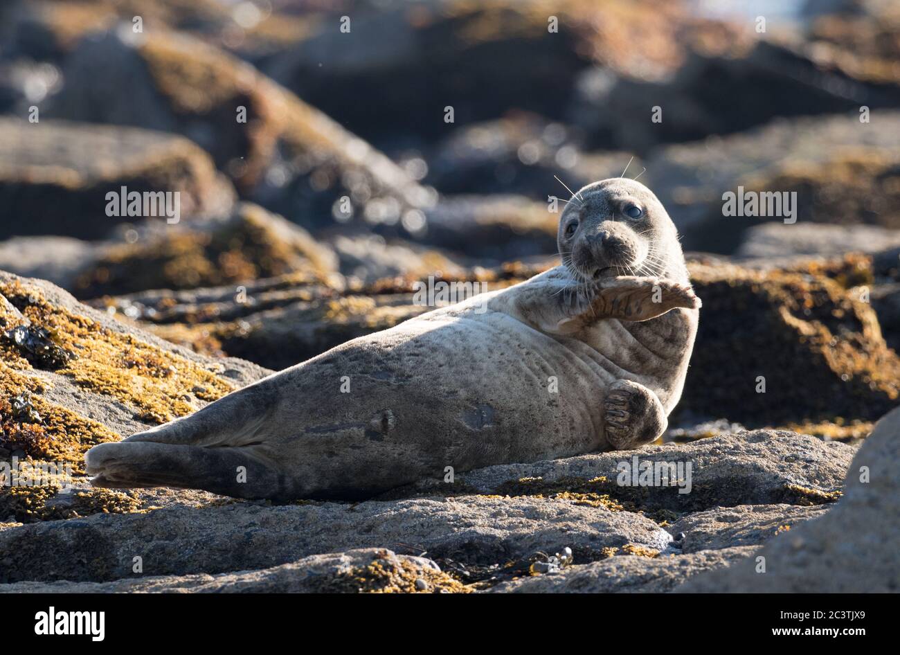 Grey seal, Ravenscar, North Yorkshire Stock Photo - Alamy