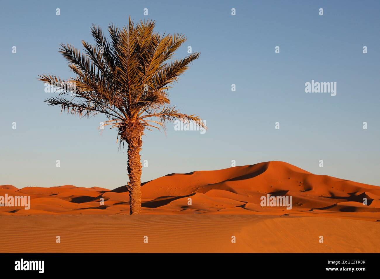 Phoenix dactylifera dattelpalme hi-res stock photography and images - Alamy