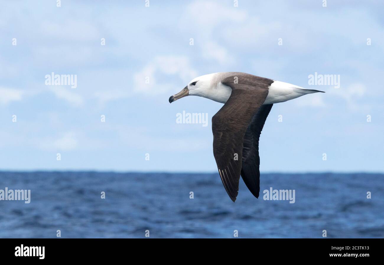 Black-browed albatross (Thalassarche melanophris, Diomedea melanophris ...