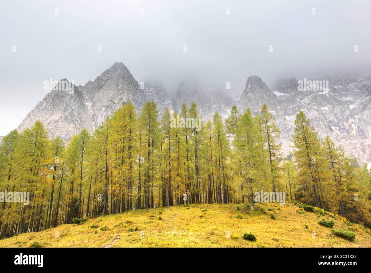 common larch, European larch (Larix decidua, Larix europaea), larch ...