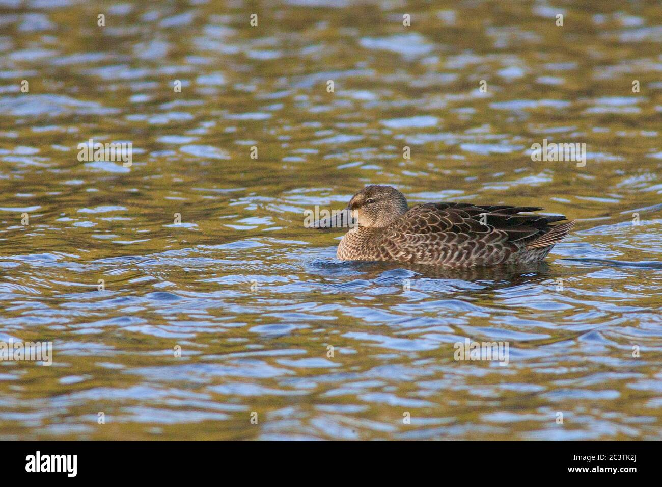 blue-winged teal (Anas discors, Spatula discors), swimming female, side ...