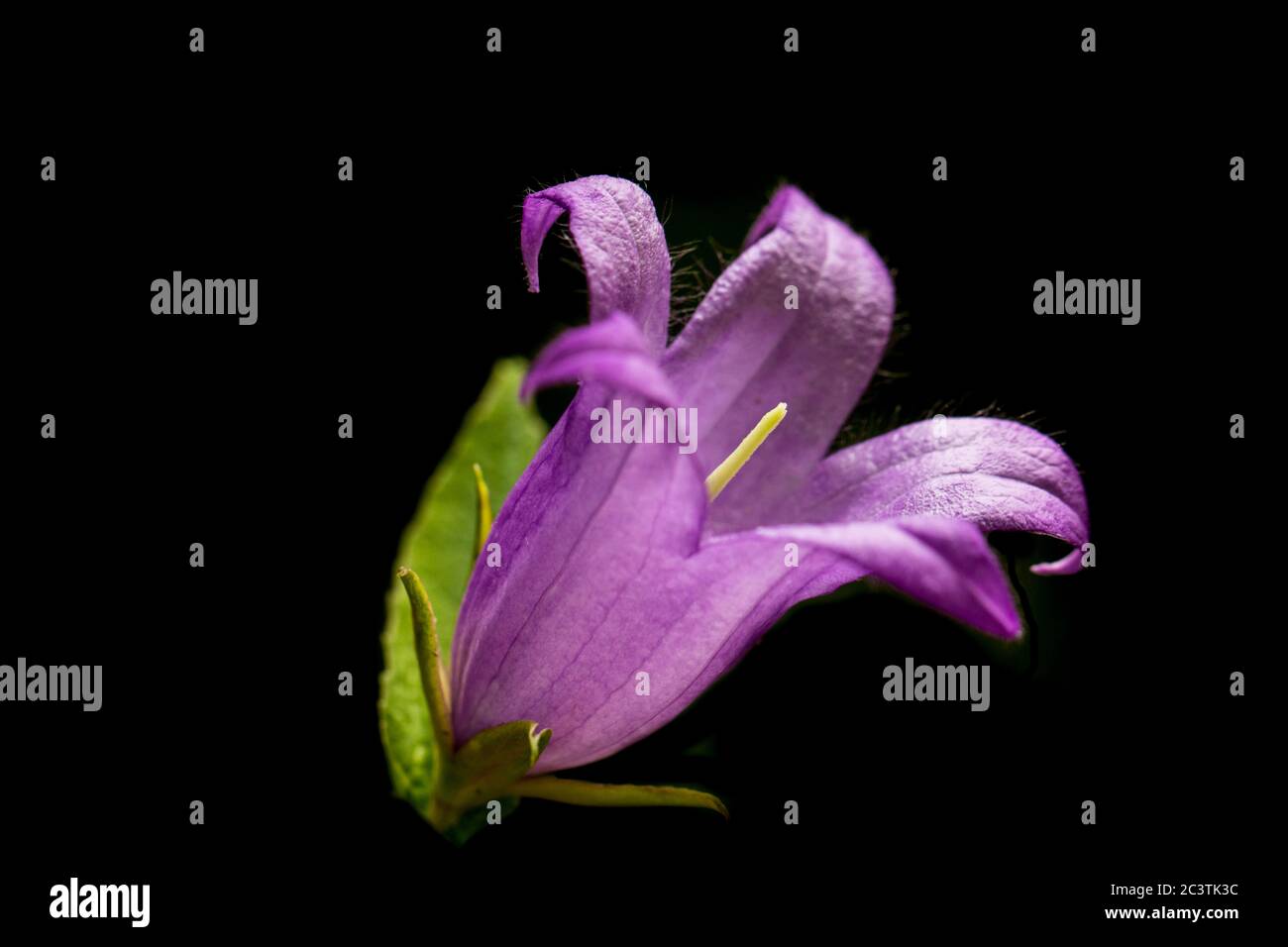 giant bellflower, great bellflower (Campanula latifolia), flower ...