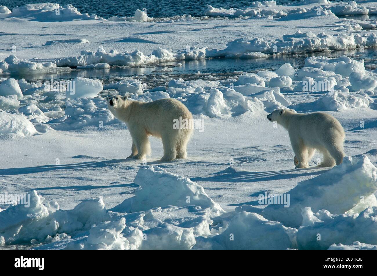 polar bear (Ursus maritimus), polar bearess walking with bear cub on ...
