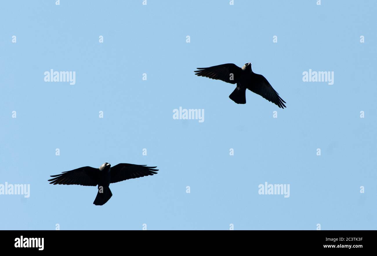 jackdaw (Corvus monedula, Coloeus monedula), two jackdaws in flight ...
