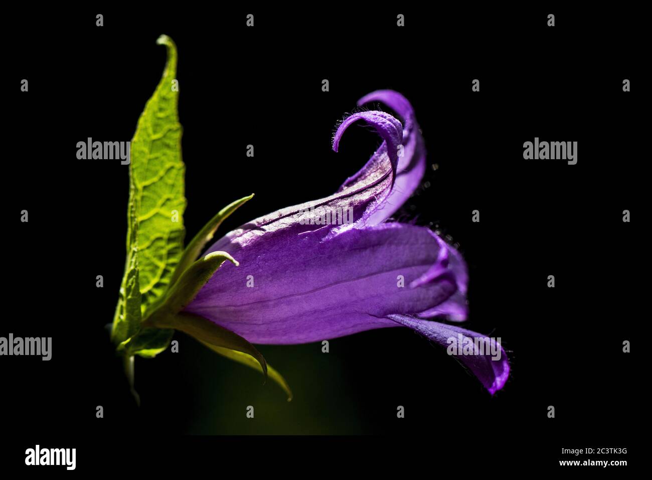 giant bellflower, great bellflower (Campanula latifolia), flower ...