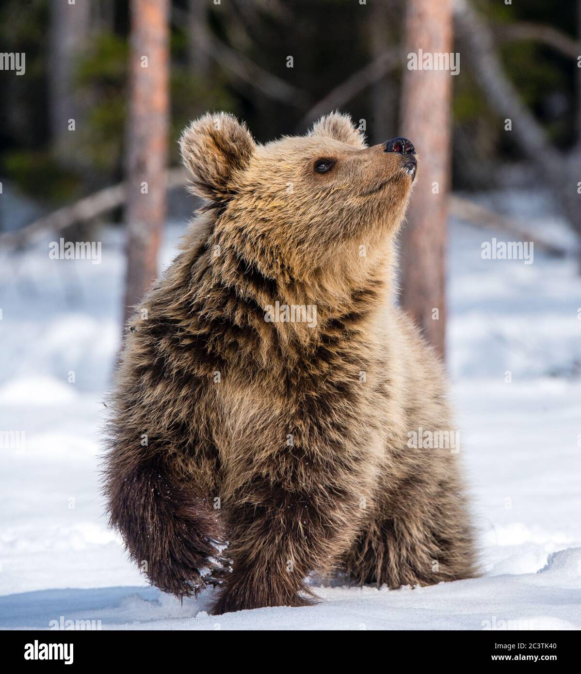 Bear cub in winter forest. The bear сub sit on the snow and sniffs the ...