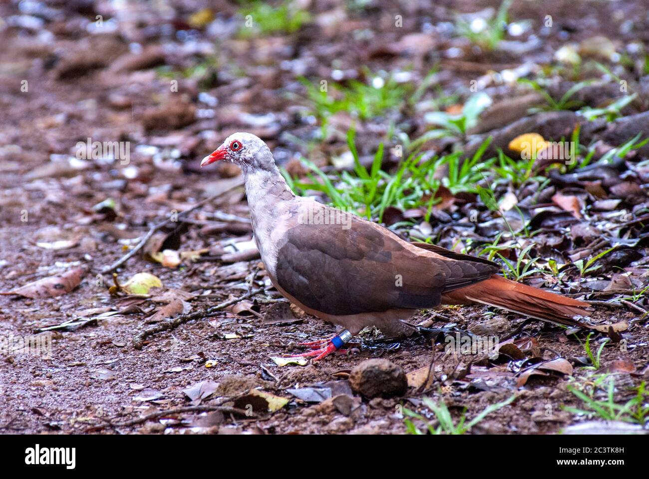 Juvenile pigeon hi-res stock photography and images - Alamy
