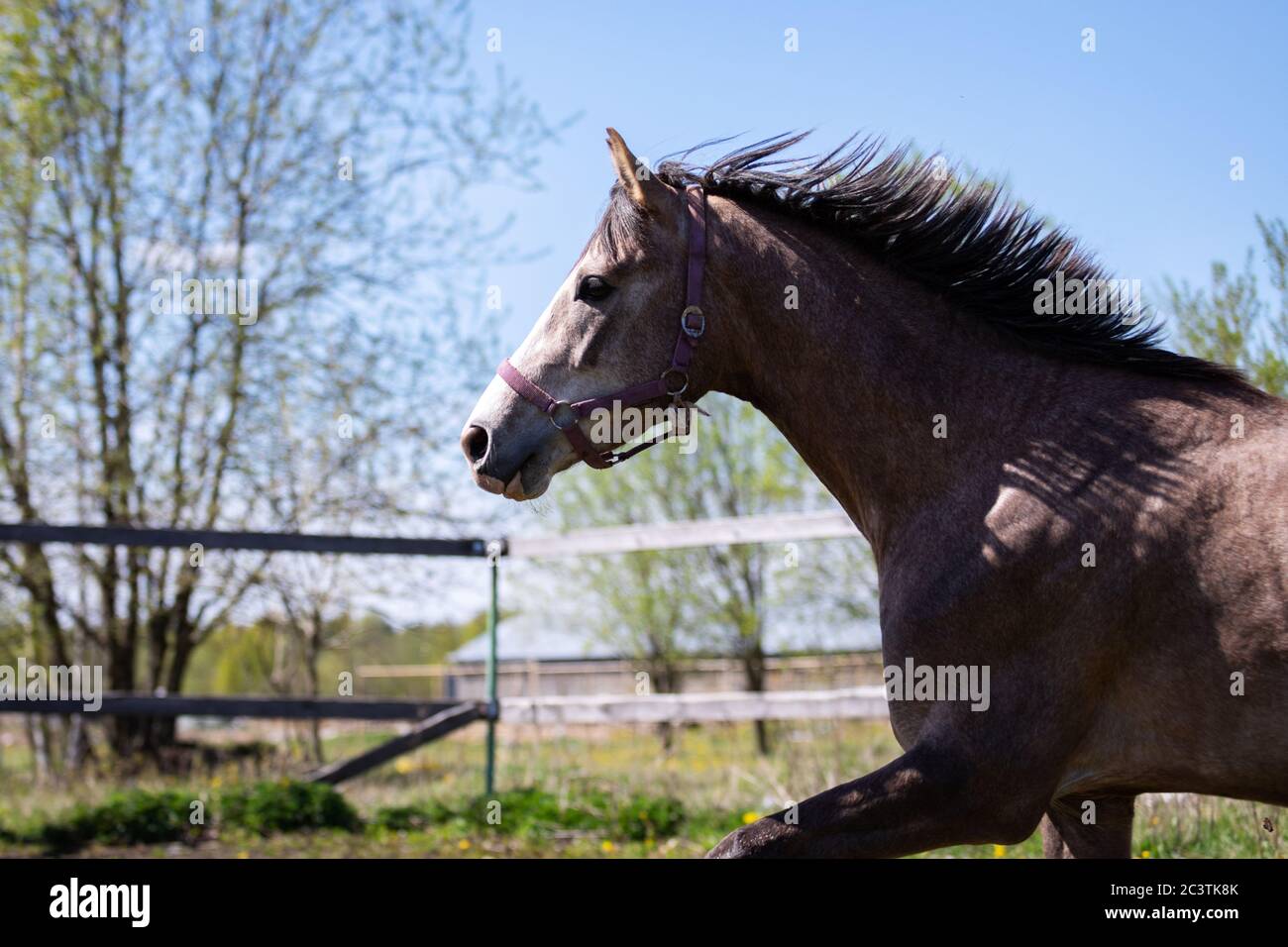 One gray horse galloping on the pasture at summer Stock Photo - Alamy