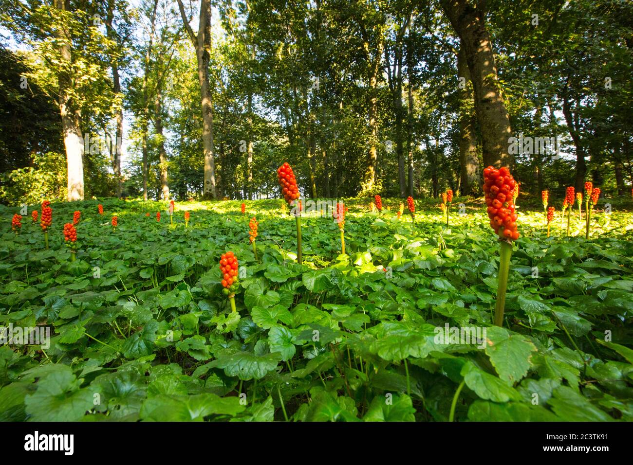 Arum Italicum