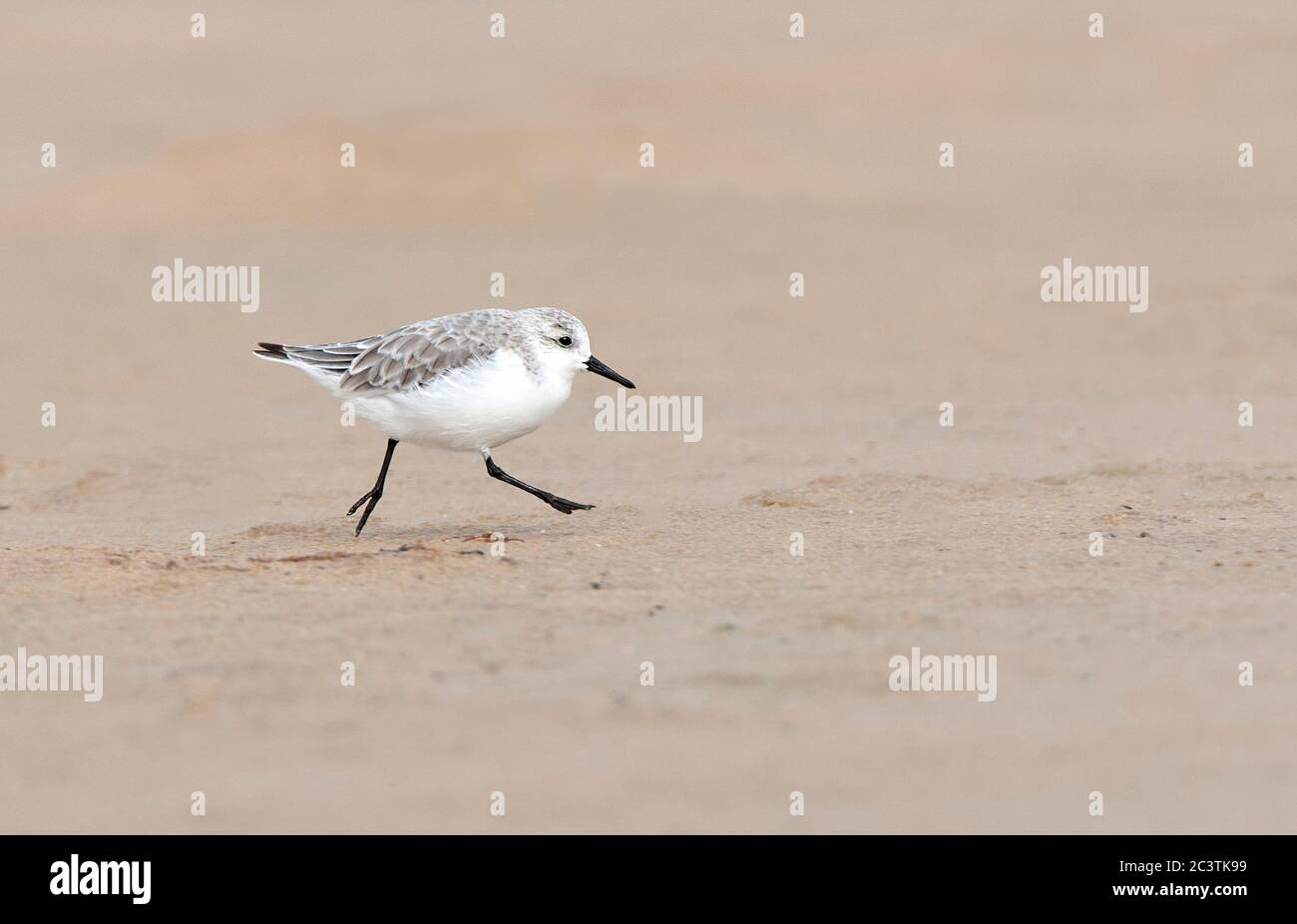 sanderling (Calidris alba), running on the beach, Spain, Tarifa Stock ...