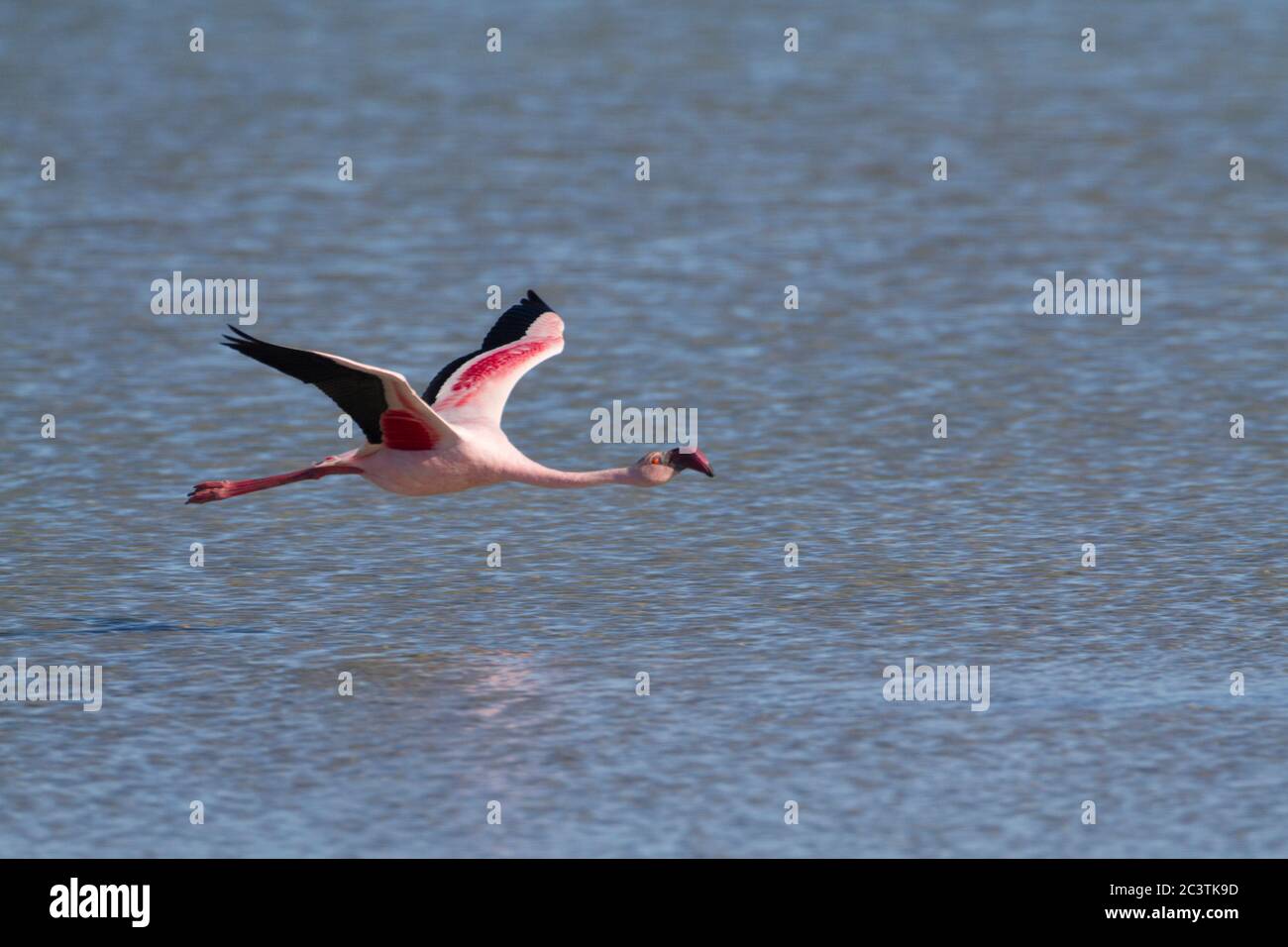 Lesser flamingo (Phoeniconaias minor, Phoenicopterus minor), in gliding ...