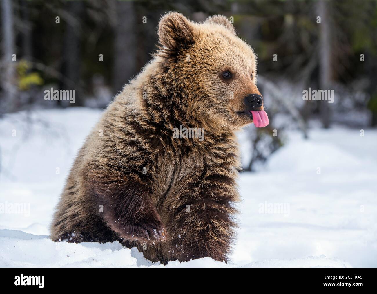 Cub bear tongue hi-res stock photography and images - Alamy
