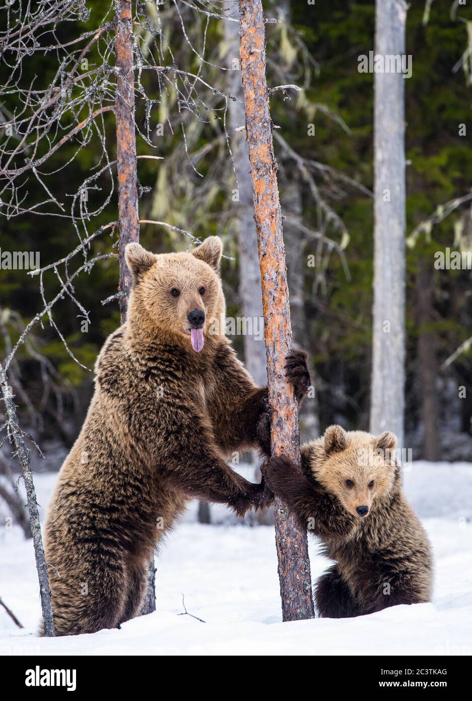 She-bear and cub. Bear stand on hind legs and shows its tongue. Winter ...