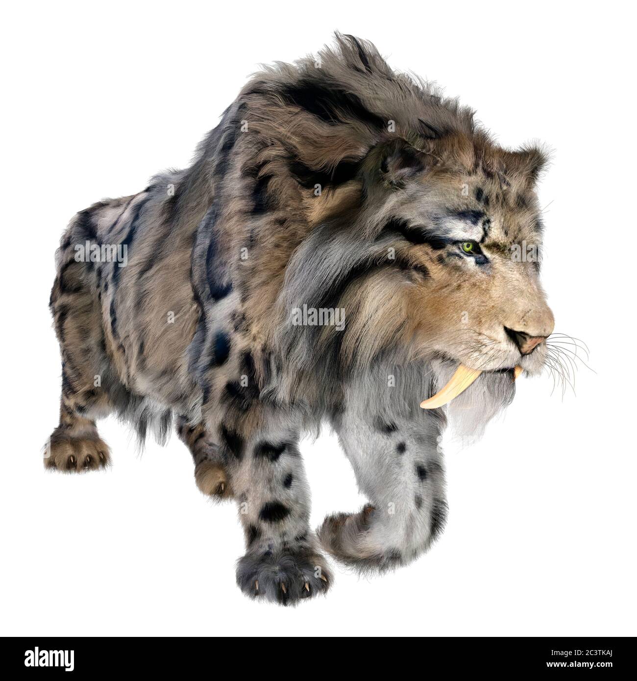 Sabertooth tiger hi-res stock photography and images - Alamy
