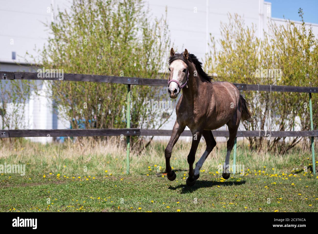 One gray horse galloping on the pasture at summer Stock Photo - Alamy