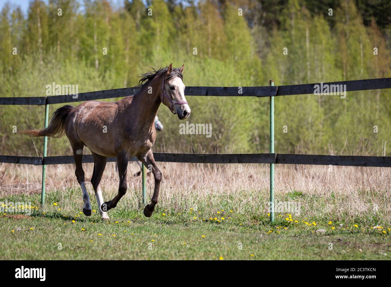One gray horse galloping on the pasture at summer Stock Photo - Alamy