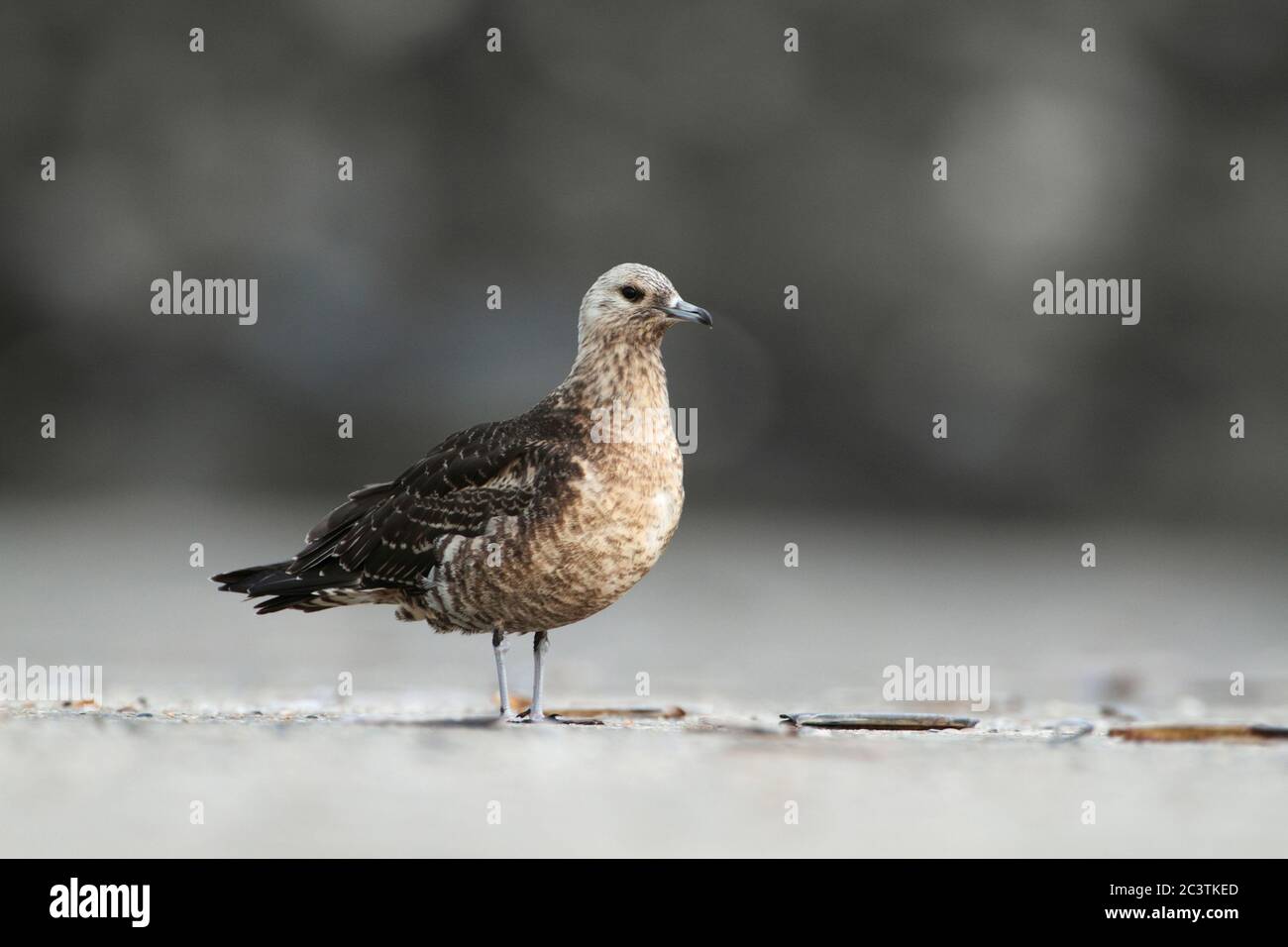 Parasitic Jaeger, Arctic Skua, Parasitic Skua (Stercorarius parasiticus ...