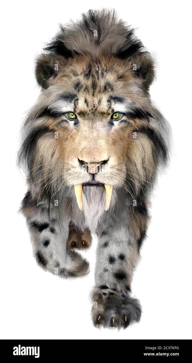 3D rendering of a sabertooth tiger isolated on white background Stock ...